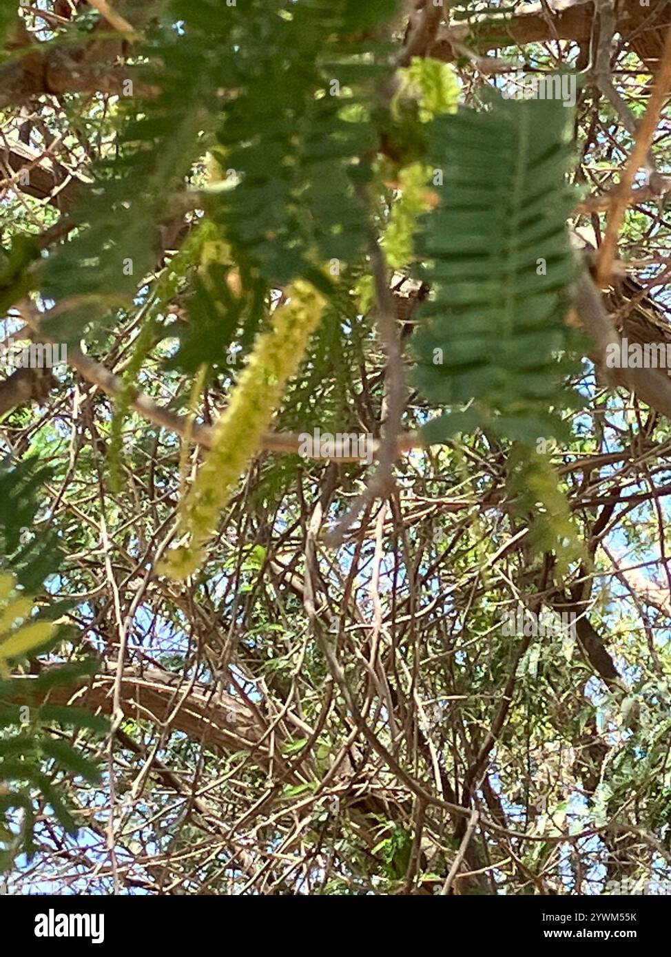 mesquite (Neltuma juliflora Stock Photo - Alamy
