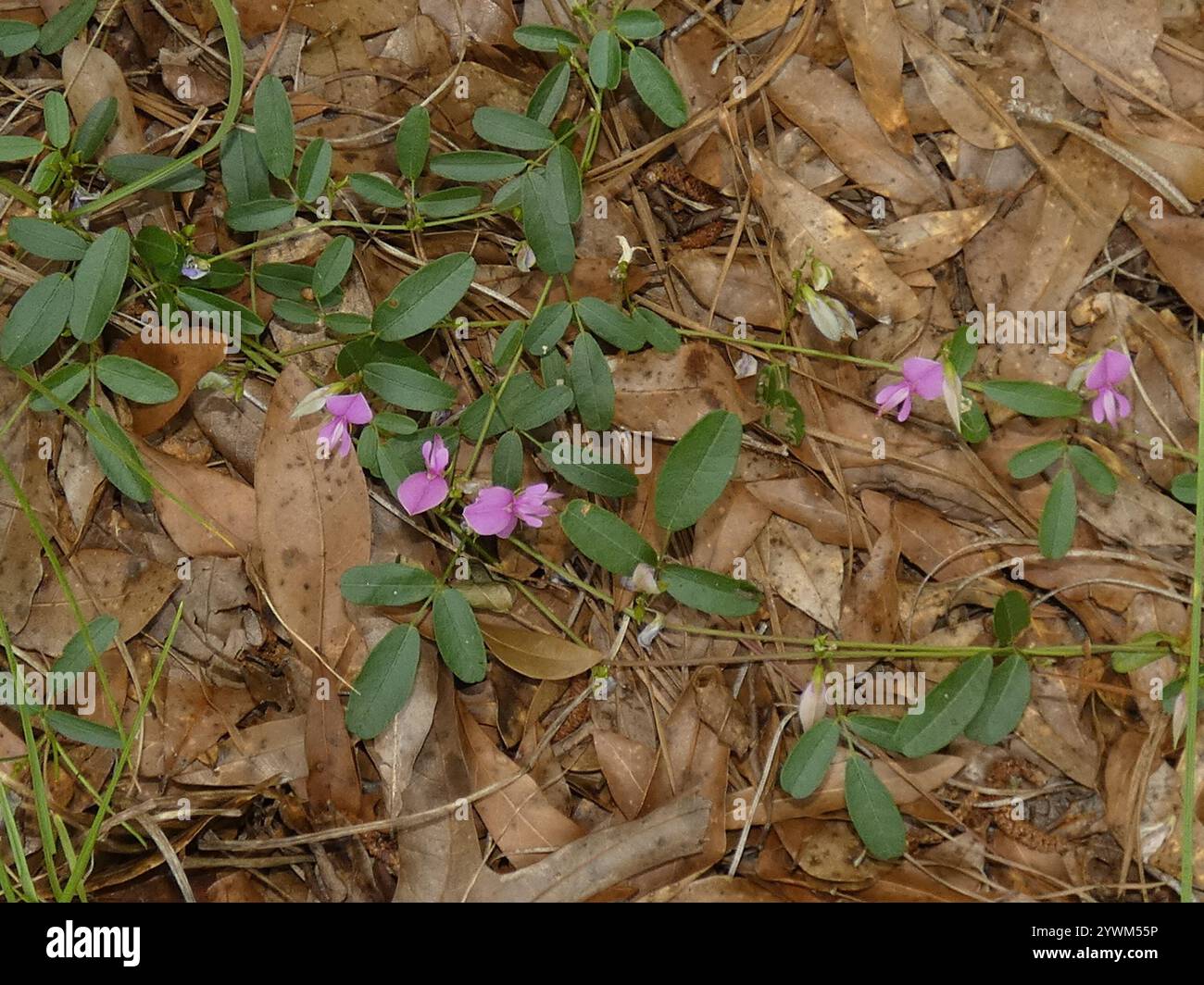 eastern milk-pea (Galactia regularis Stock Photo - Alamy