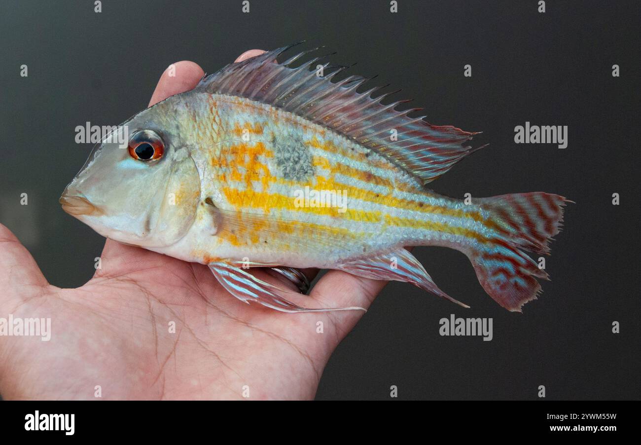 Typical Eartheaters (Geophagus Stock Photo - Alamy