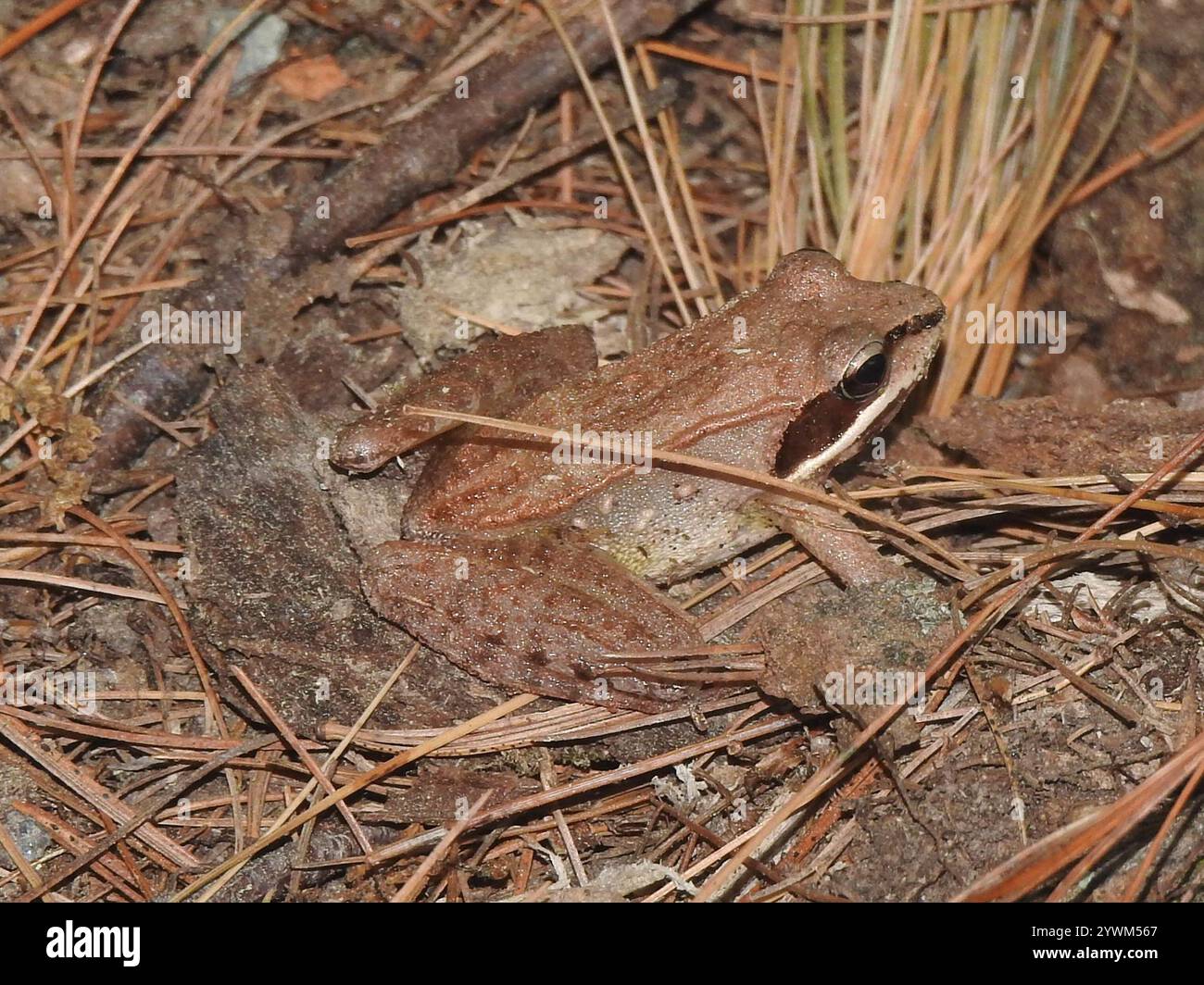 Wood Frog (Lithobates sylvaticus Stock Photo - Alamy