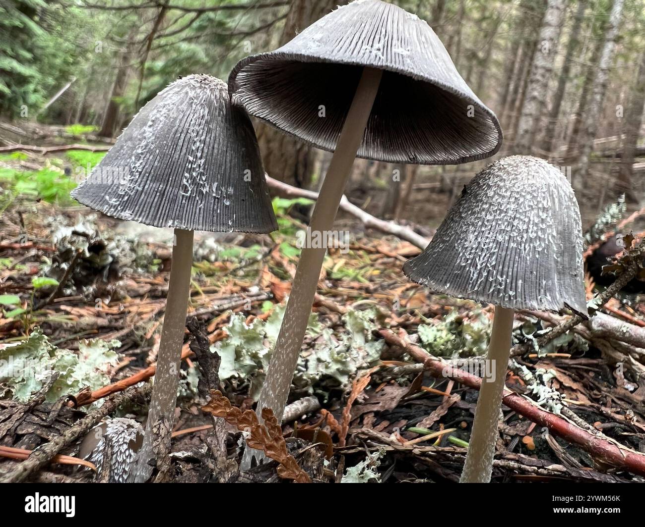 hare's foot inkcap (Coprinopsis lagopus Stock Photo - Alamy