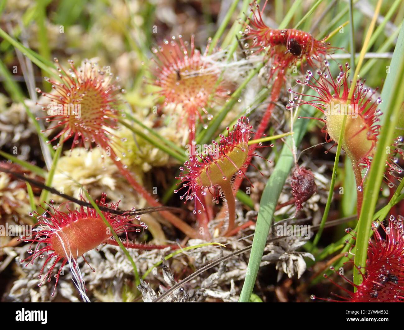 round-leaved sundew (Drosera rotundifolia Stock Photo - Alamy