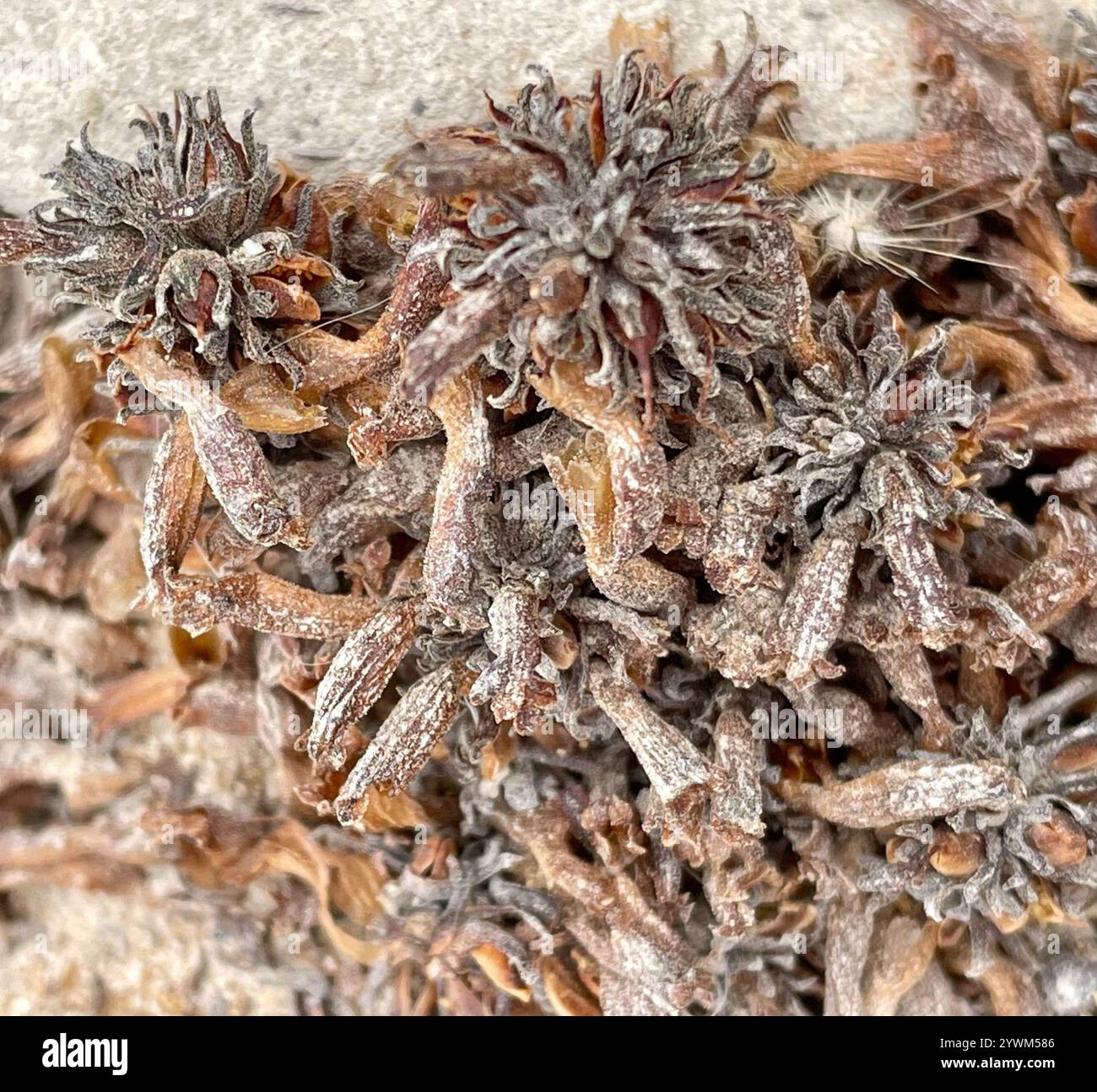Chaparral Broomrape (Aphyllon tuberosum Stock Photo - Alamy