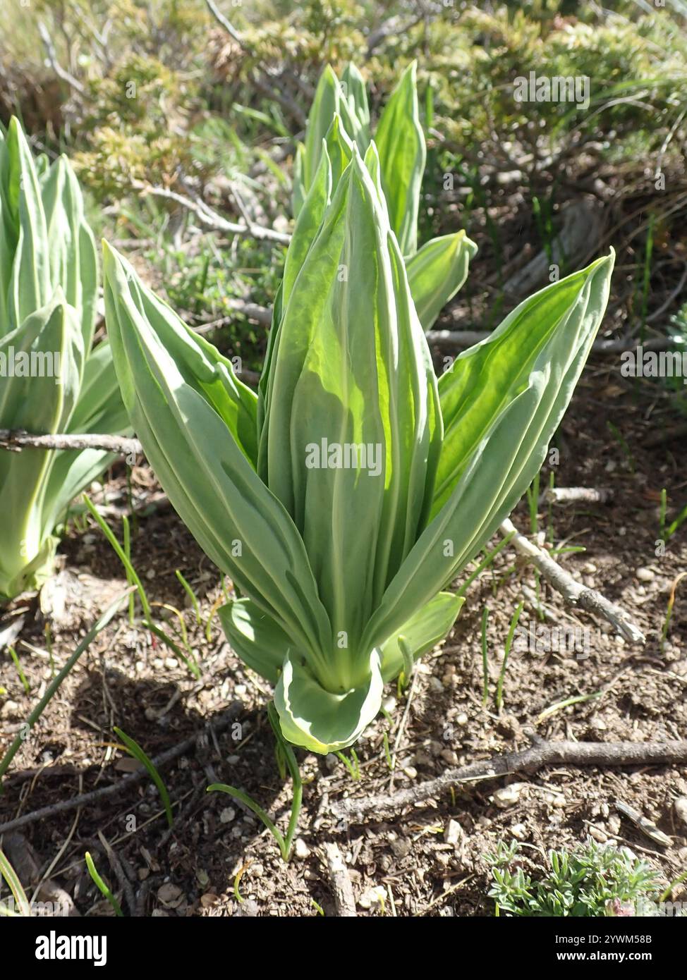 Symphyandra hi-res stock photography and images - Alamy