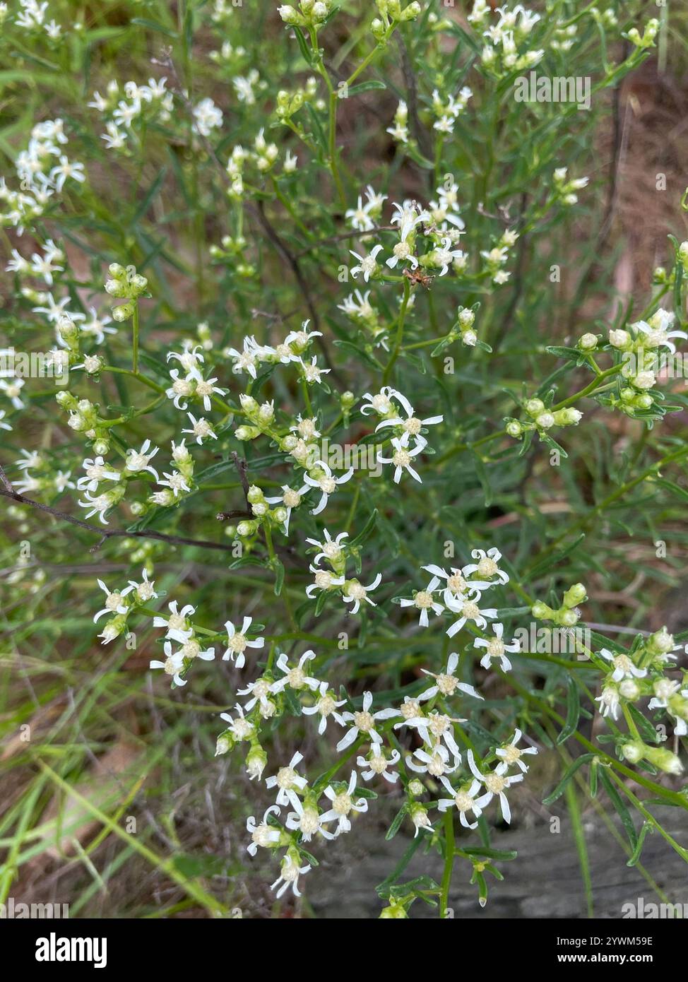 Narrowleaf Whitetop Aster (Sericocarpus linifolius Stock Photo - Alamy
