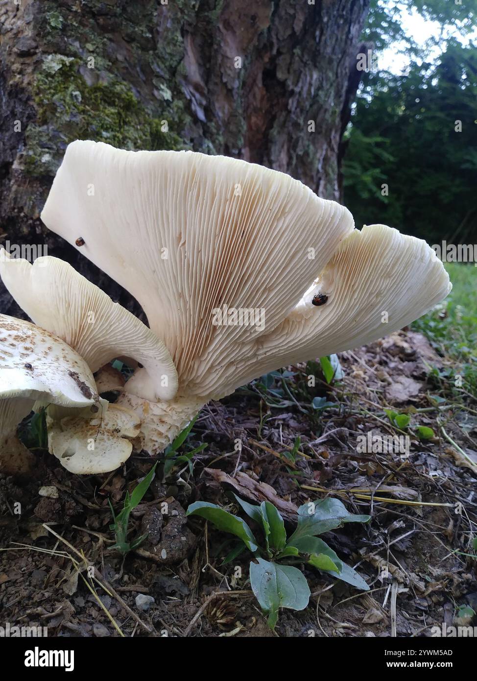 Trainwrecker (Neolentinus lepideus Stock Photo - Alamy