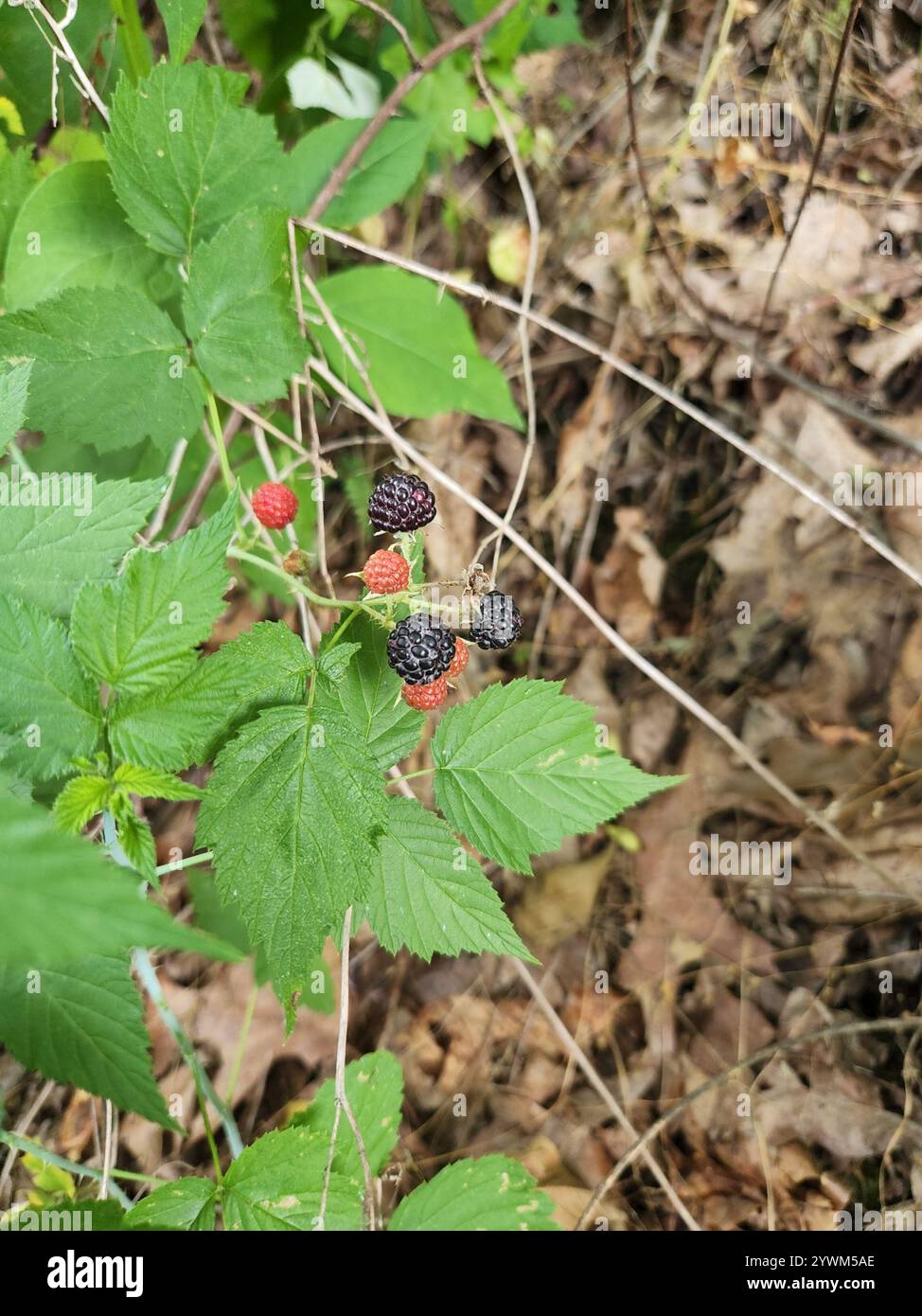 black raspberry (Rubus occidentalis Stock Photo - Alamy