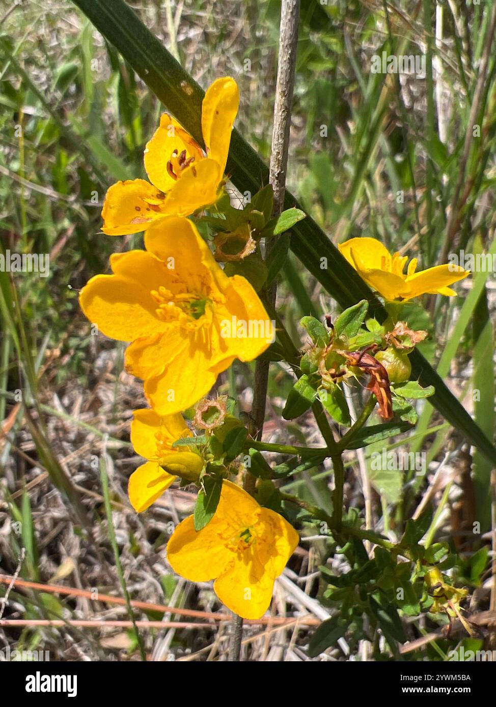 Rhexia lutea hi-res stock photography and images - Alamy
