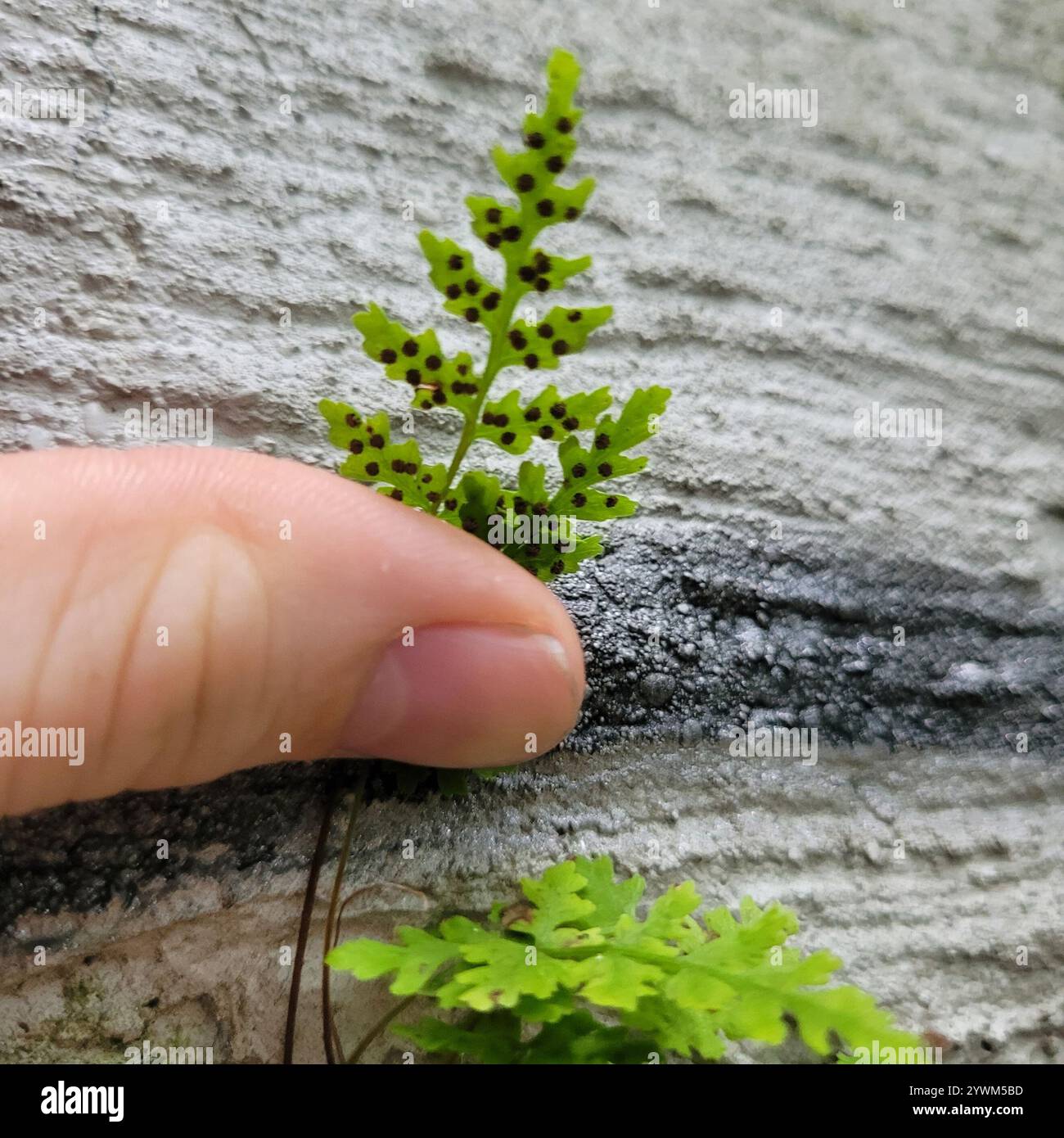 fragile ferns (Cystopteris Stock Photo - Alamy