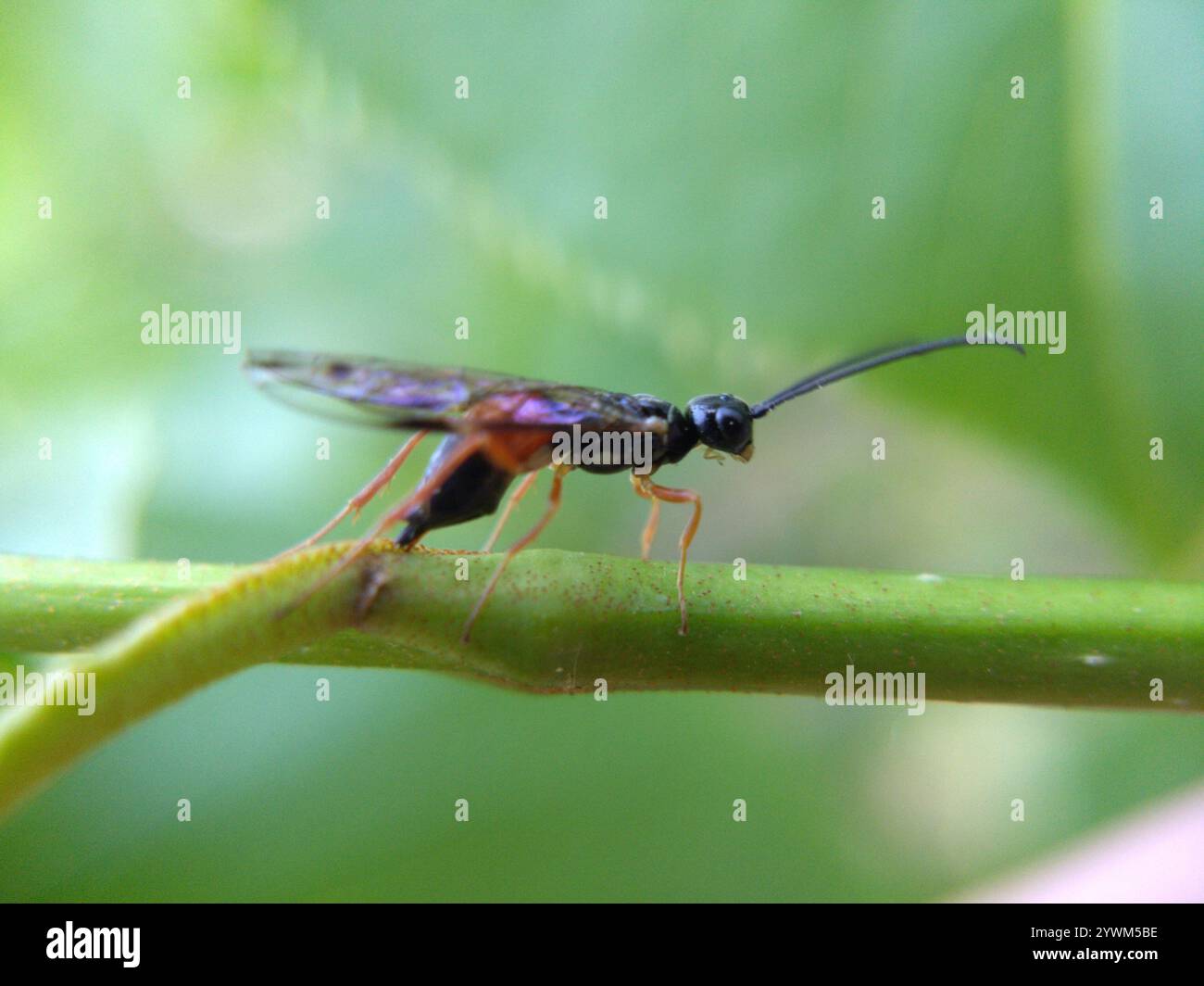 Stem Sawflies (Cephidae Stock Photo - Alamy