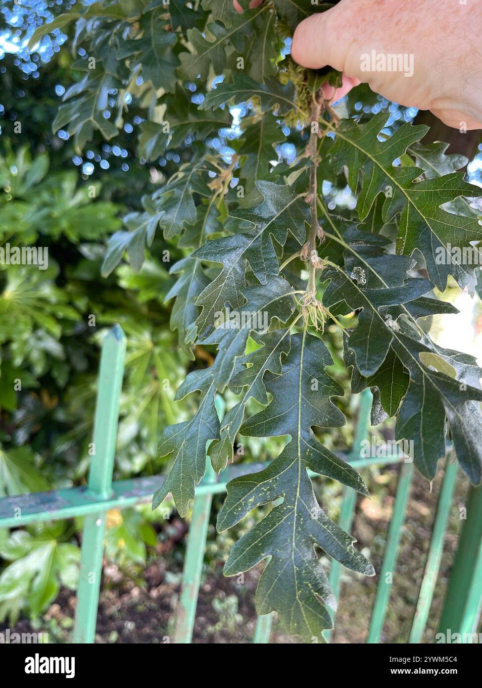 Turkey Oak (Quercus cerris Stock Photo - Alamy