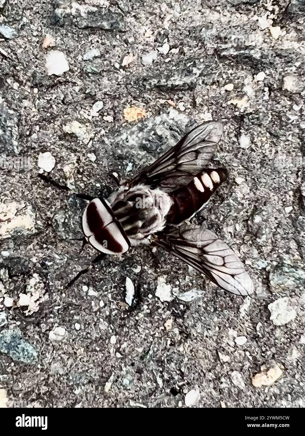 Three-spotted Horse Fly (Tabanus trimaculatus Stock Photo - Alamy