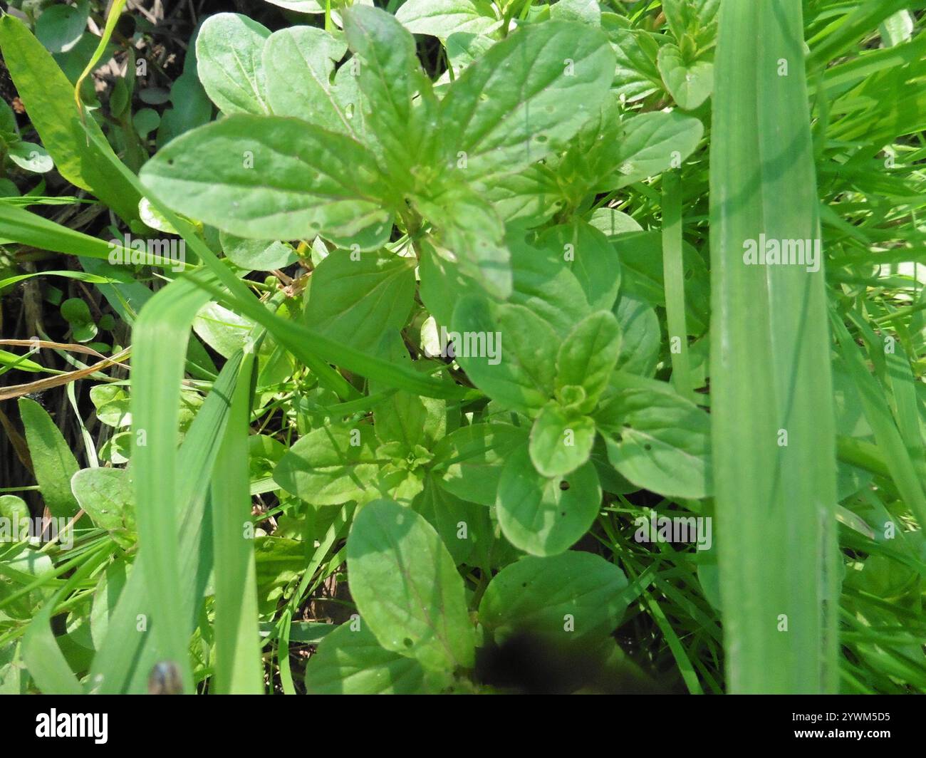 corn mint (Mentha arvensis Stock Photo - Alamy