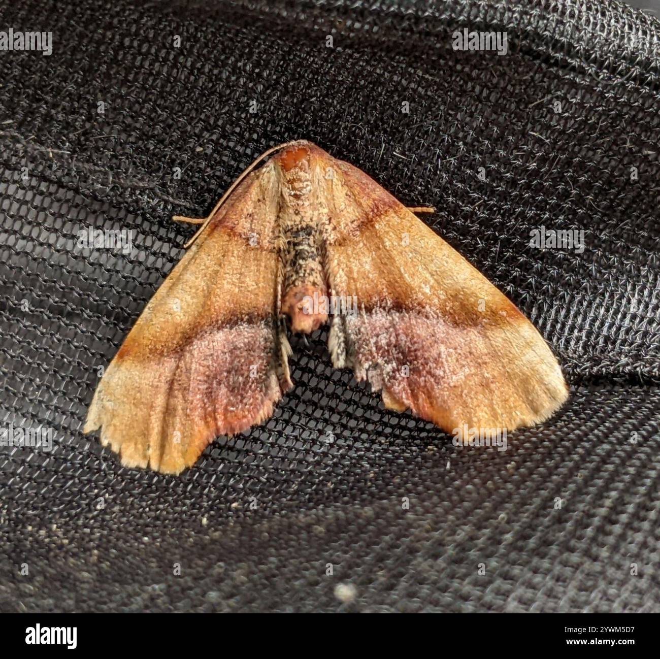 Straight-lined Plagodis Moth (Plagodis phlogosaria Stock Photo - Alamy