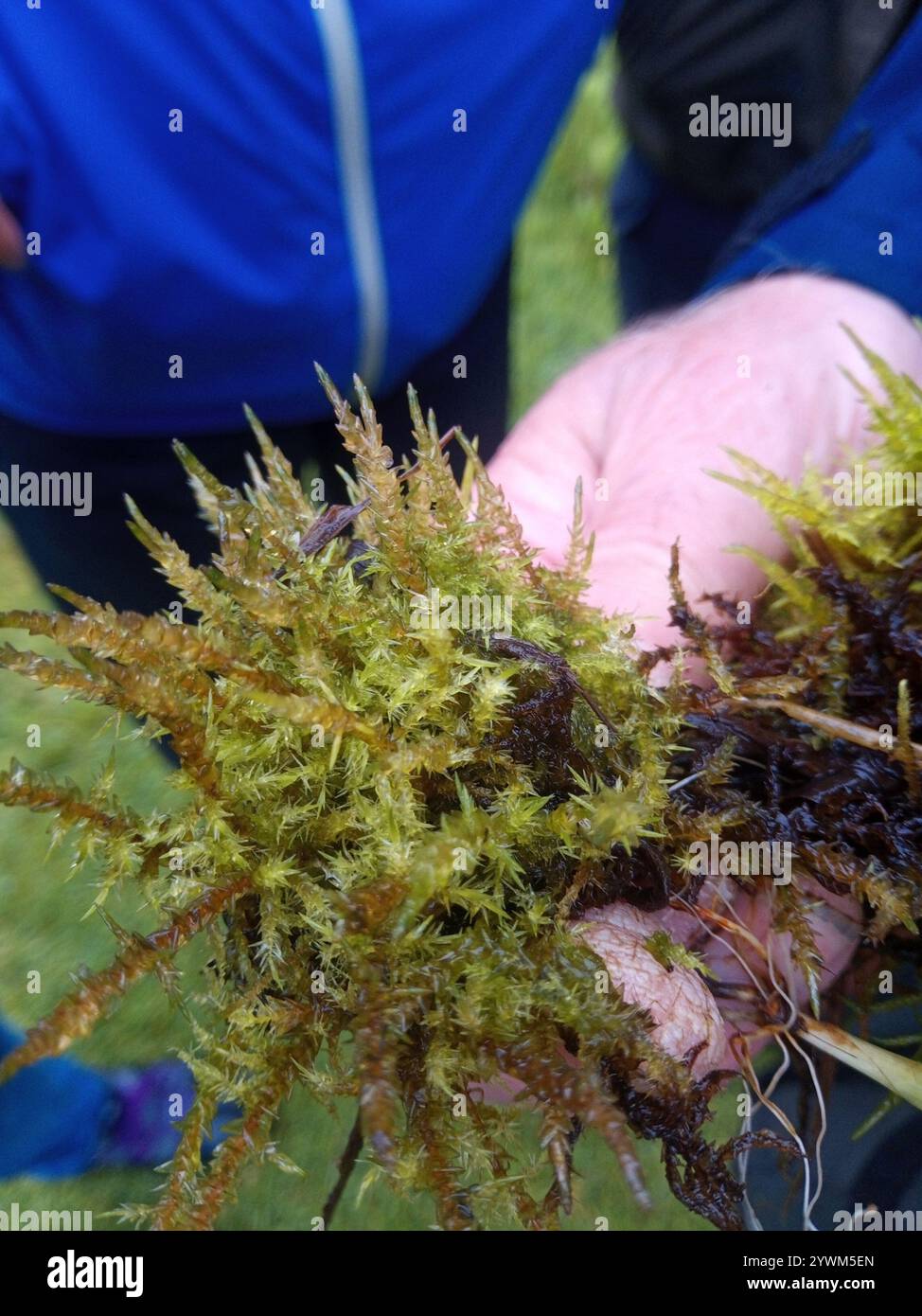 Giant Calliergon Moss (Calliergon giganteum Stock Photo - Alamy