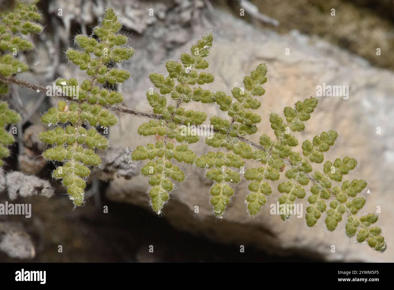 Fee's lip fern (Myriopteris gracilis Stock Photo - Alamy