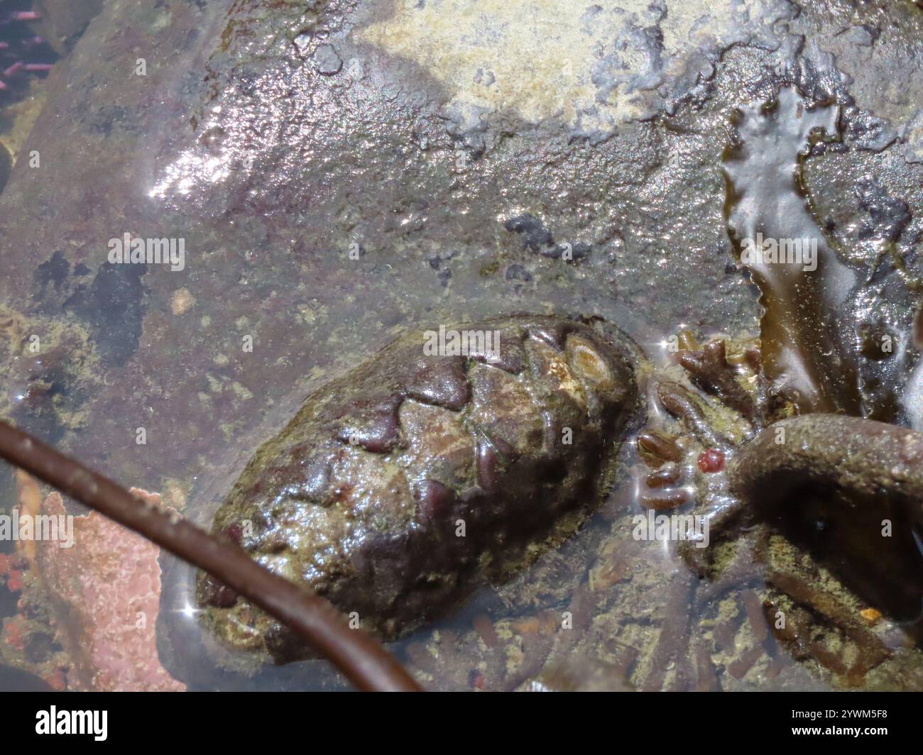 Black leather chiton hi-res stock photography and images - Alamy