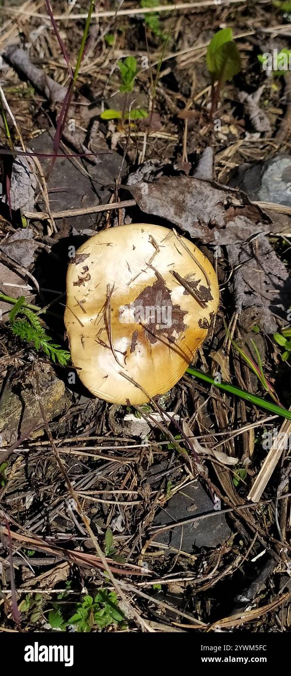 Purple-veiled Slippery Jack (Suillus luteus Stock Photo - Alamy