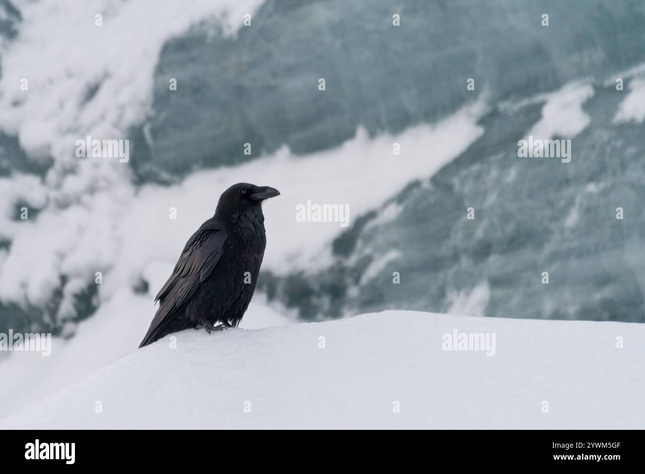 Common raven (Corvus corax) perches in front of an ice cave, Iceland ...