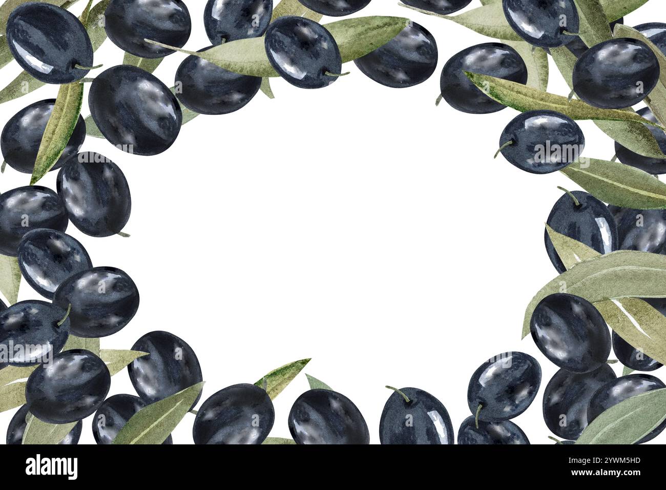 Olive branch with black olive berries watercolor illustration ...