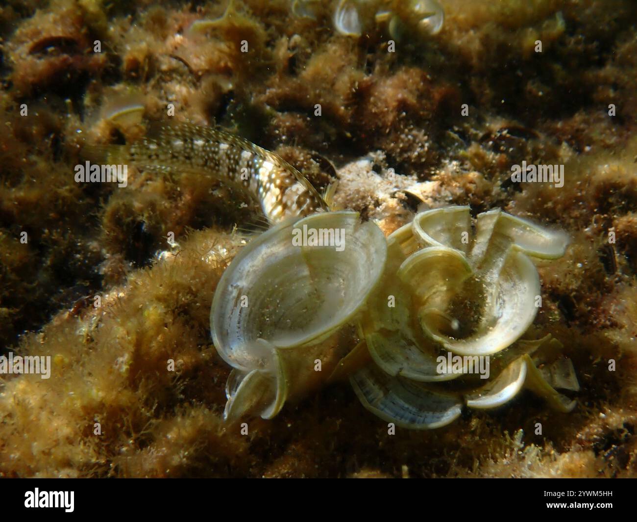 Peacock Blenny (Salaria pavo Stock Photo - Alamy