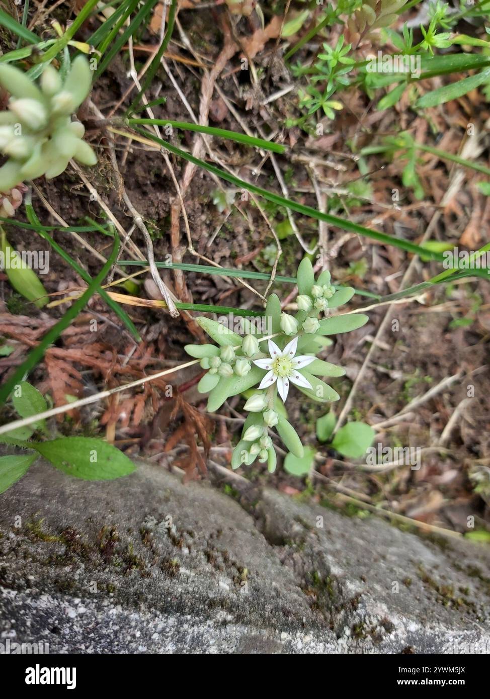 Spanish Stonecrop (Sedum hispanicum Stock Photo - Alamy
