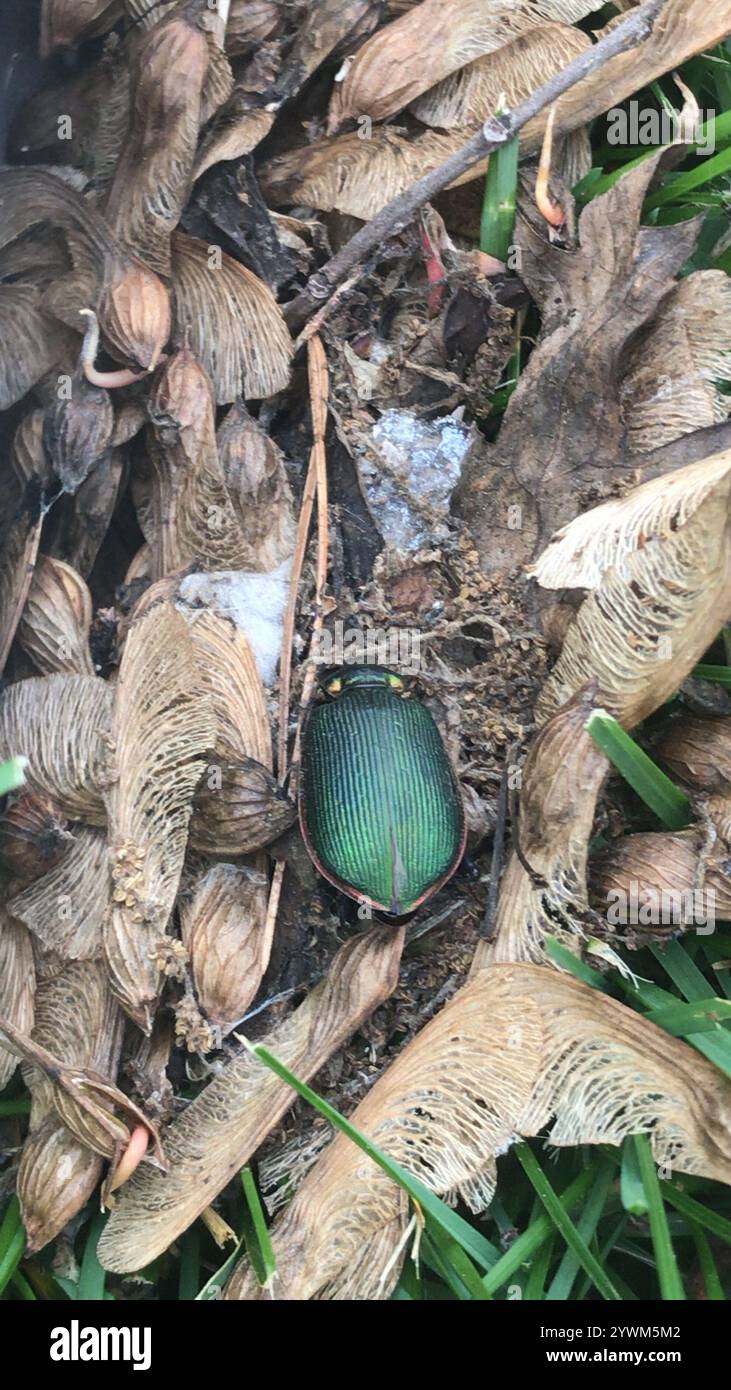Fiery Searcher (Calosoma scrutator Stock Photo - Alamy