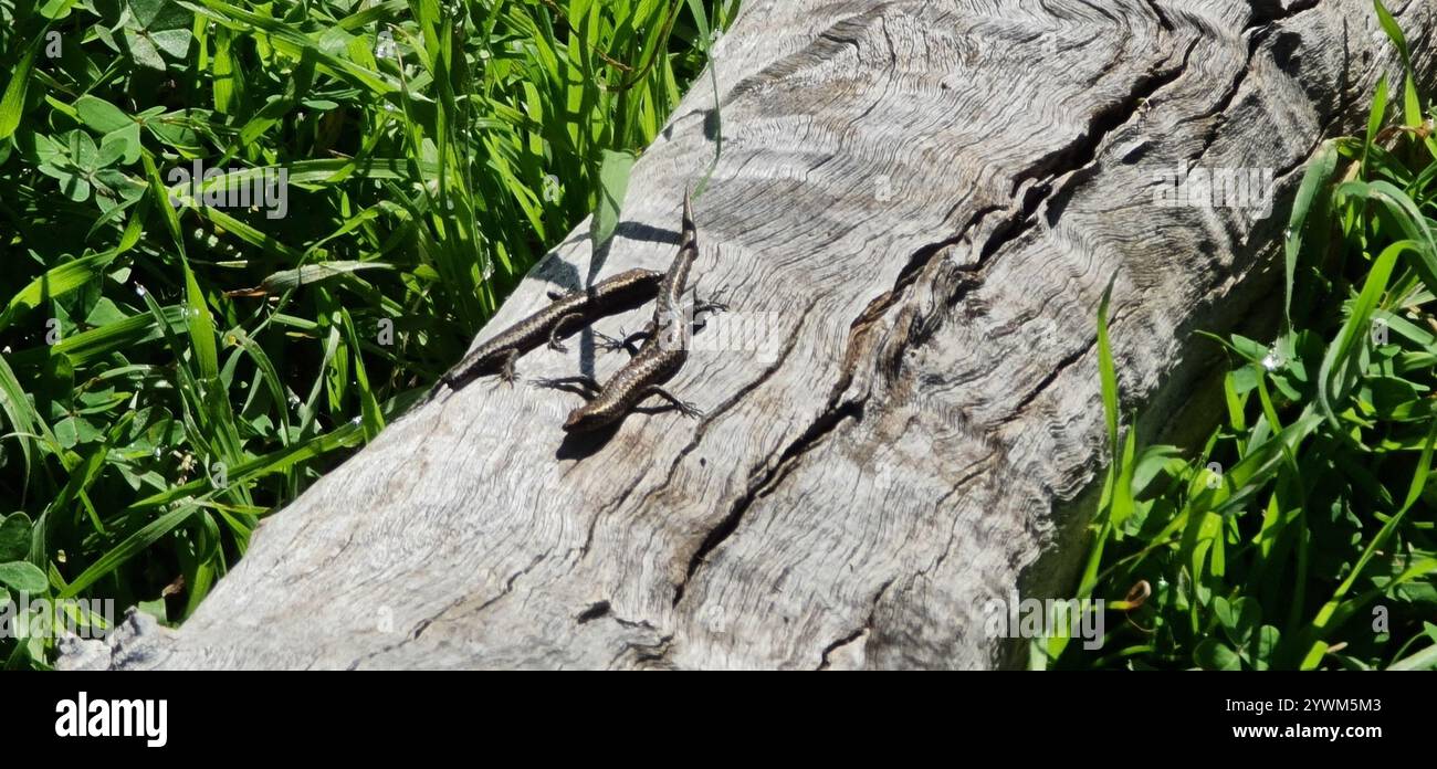 Ragged Snake-eyed Skink (Cryptoblepharus pannosus Stock Photo - Alamy