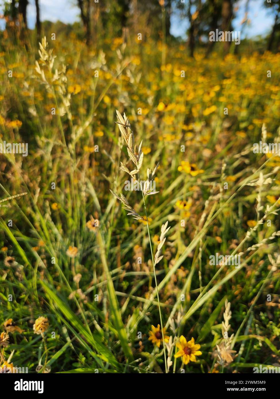 Red Lovegrass (Eragrostis secundiflora Stock Photo - Alamy