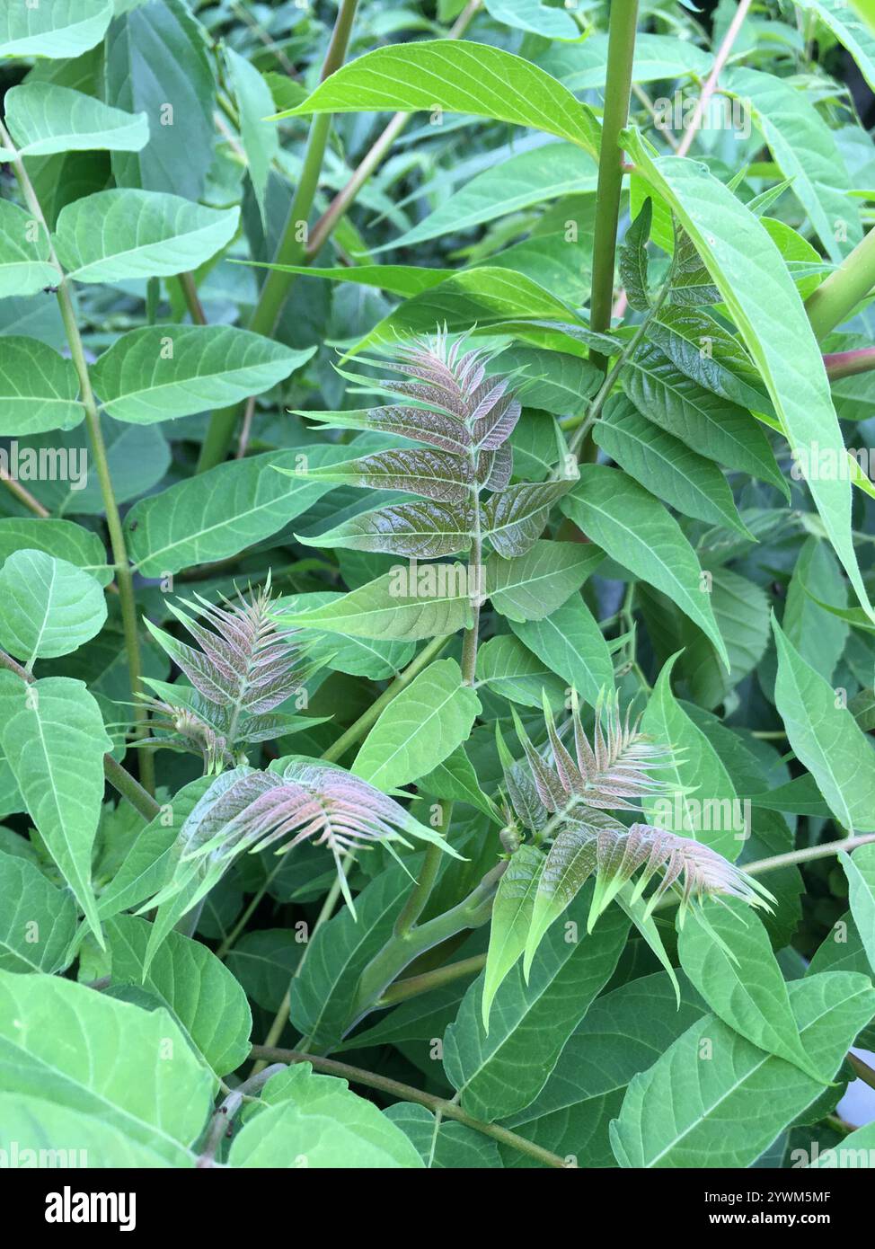 tree-of-heaven (Ailanthus altissima Stock Photo - Alamy
