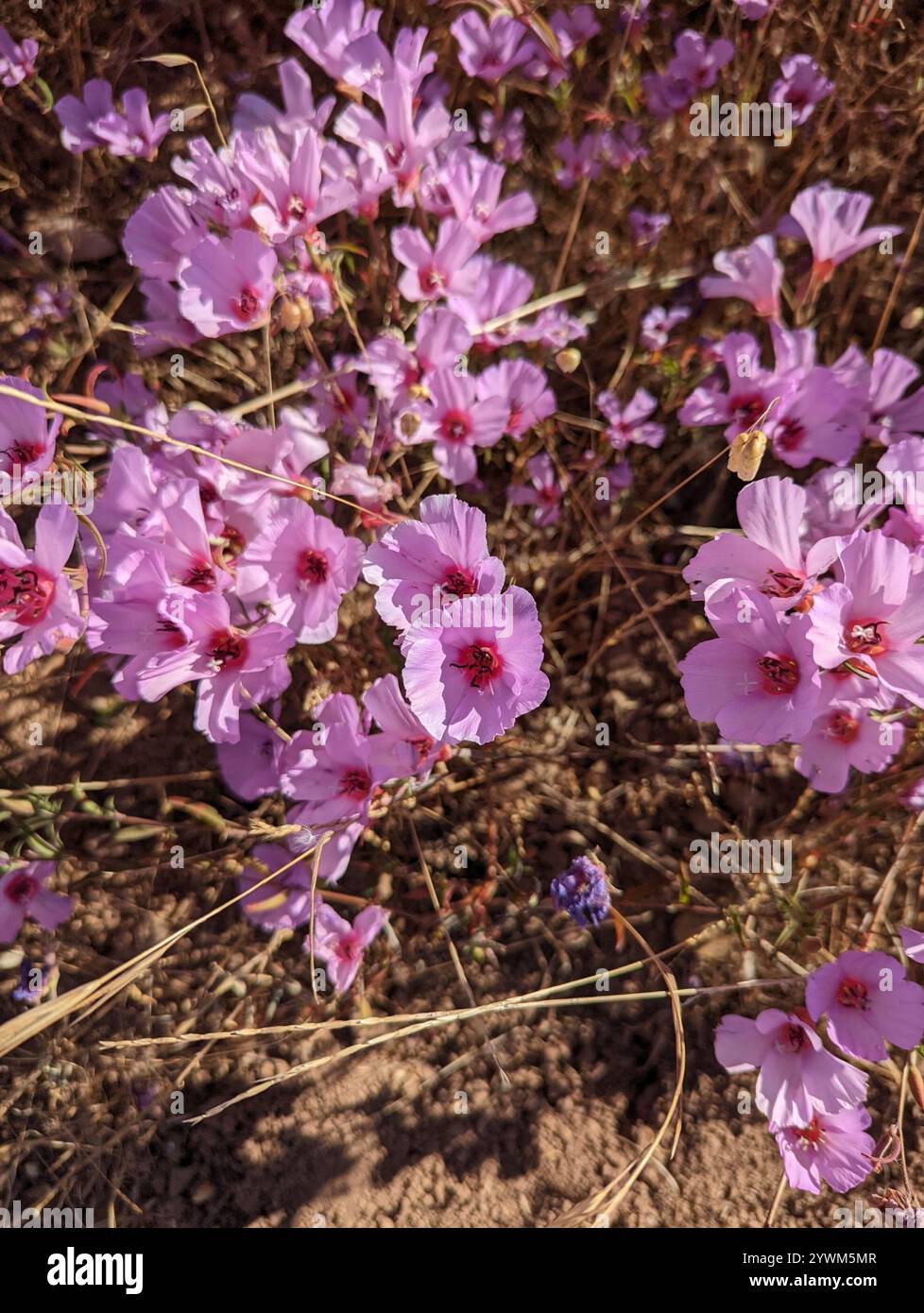 ruby chalice clarkia (Clarkia rubicunda Stock Photo - Alamy