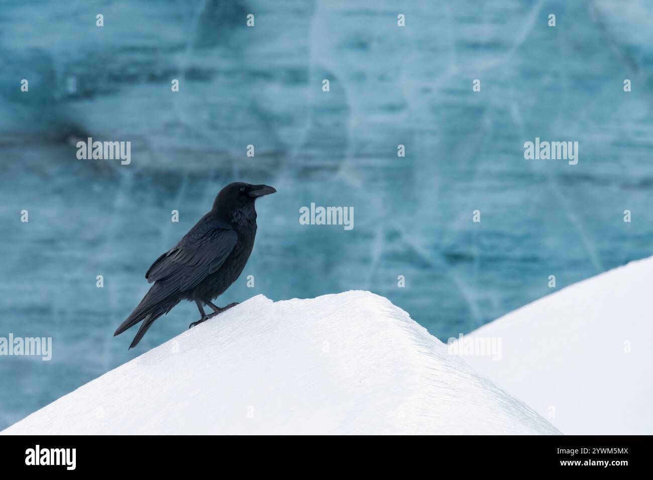 Common raven (Corvus corax) perches in front of an ice cave, Iceland ...