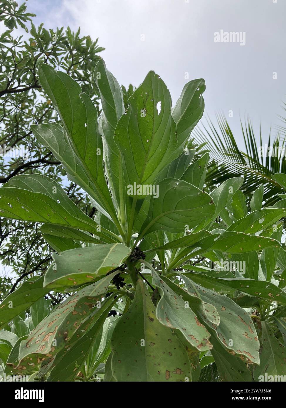 tree heliotrope (Heliotropium arboreum Stock Photo - Alamy