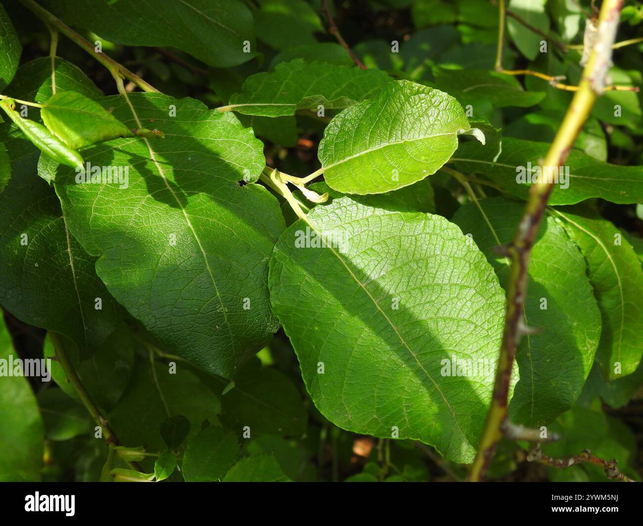 goat willow (Salix caprea Stock Photo - Alamy