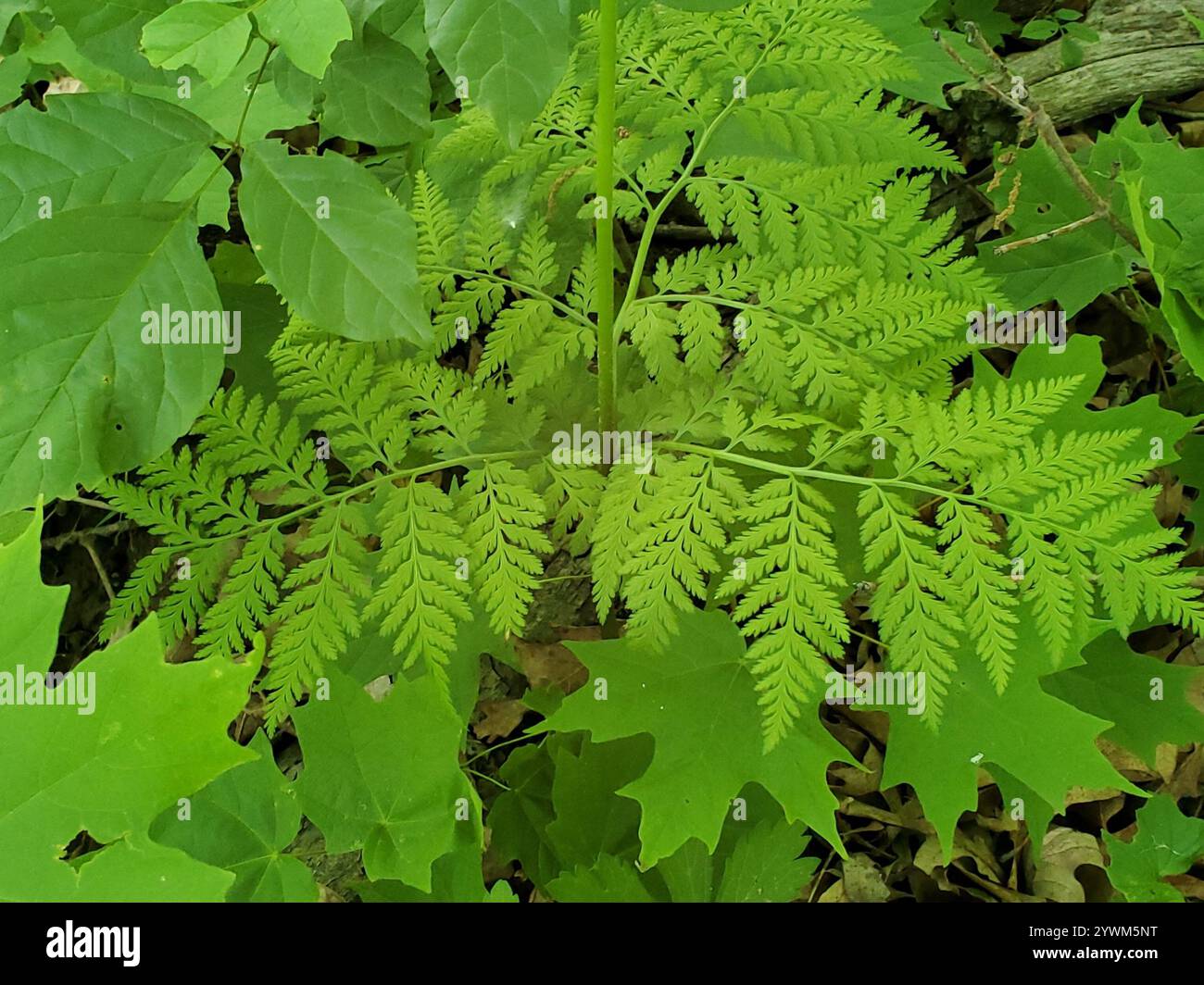 rattlesnake fern (Botrypus virginianus Stock Photo - Alamy