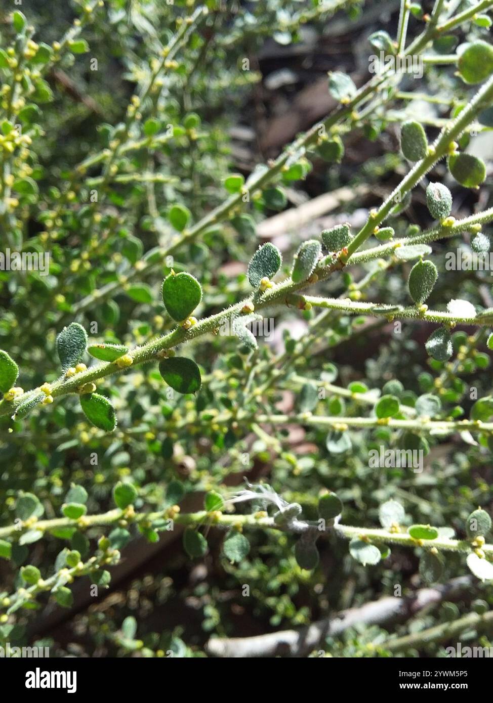 Round-leaf Wattle (Acacia acinacea Stock Photo - Alamy