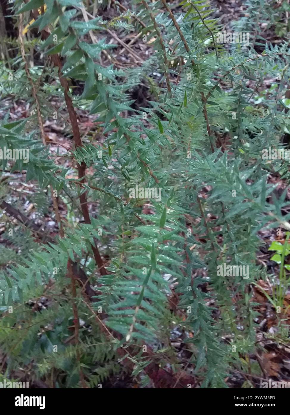 Mount Lofty Ground-berry (Acrotriche fasciculiflora Stock Photo - Alamy
