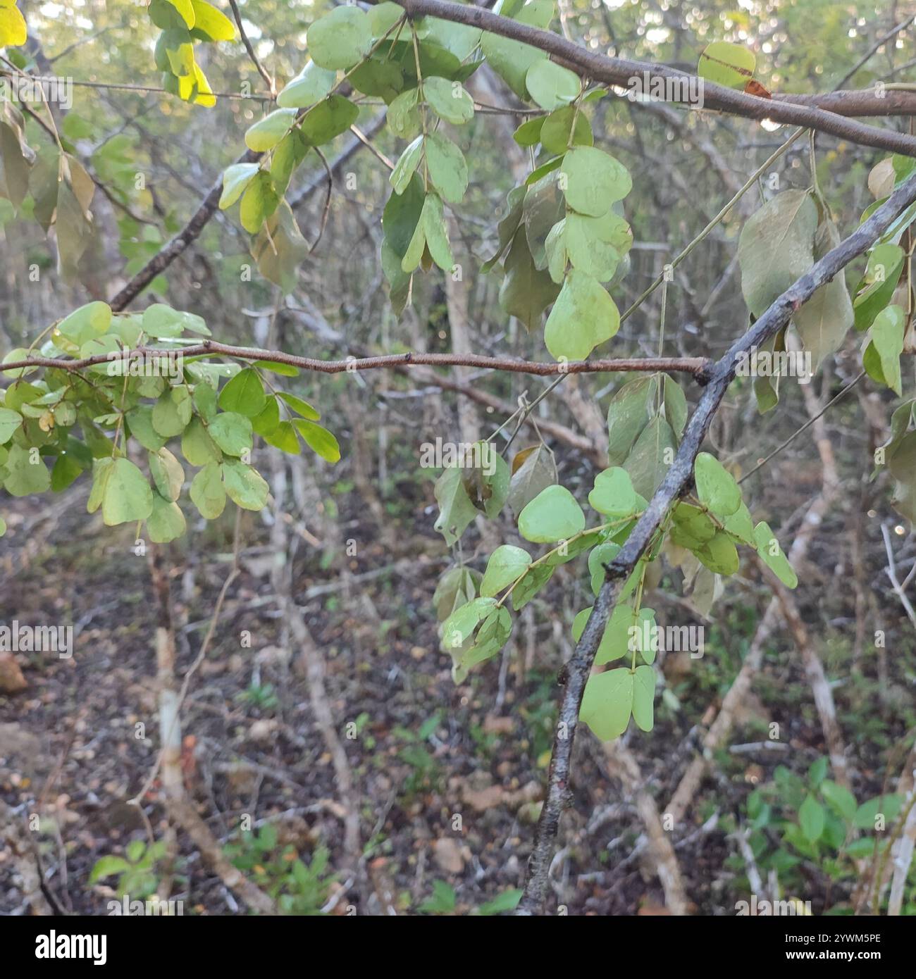 Bloodwood Tree (Haematoxylum campechianum Stock Photo - Alamy