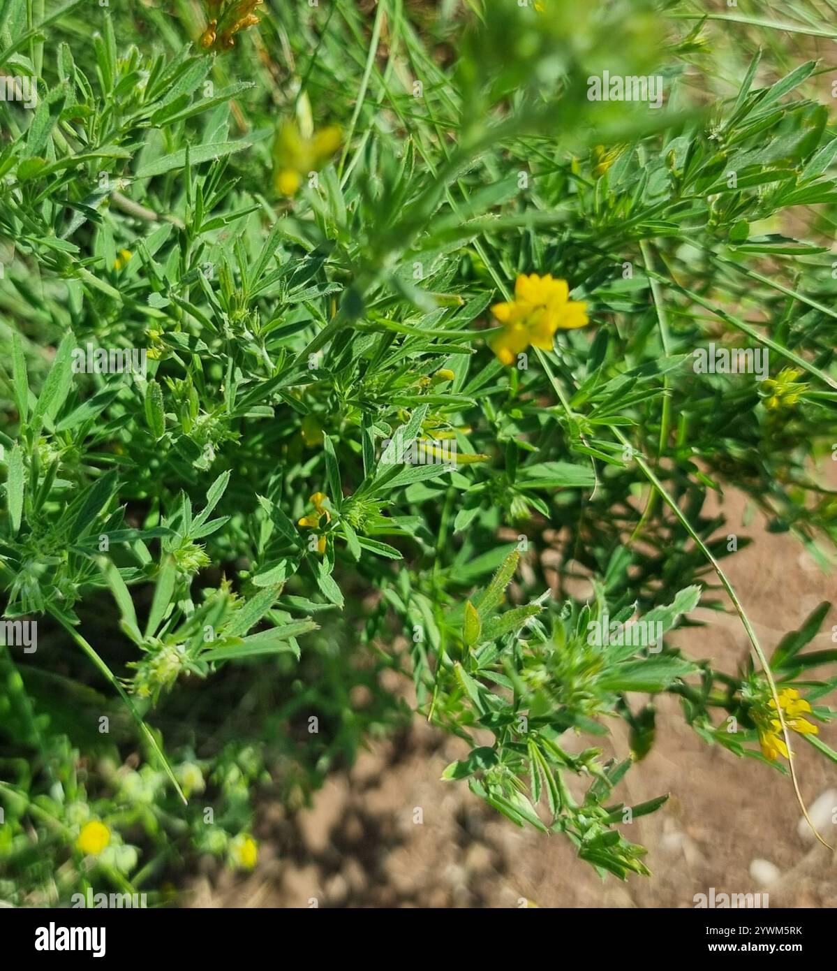sickle alfalfa (Medicago falcata Stock Photo - Alamy