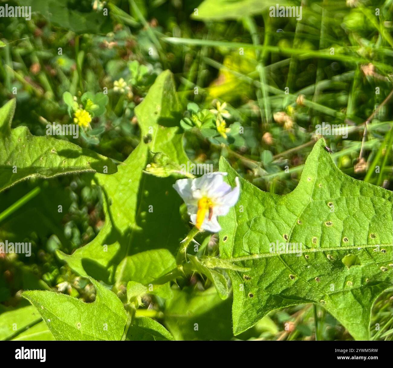 Carolina horsenettle (Solanum carolinense Stock Photo - Alamy