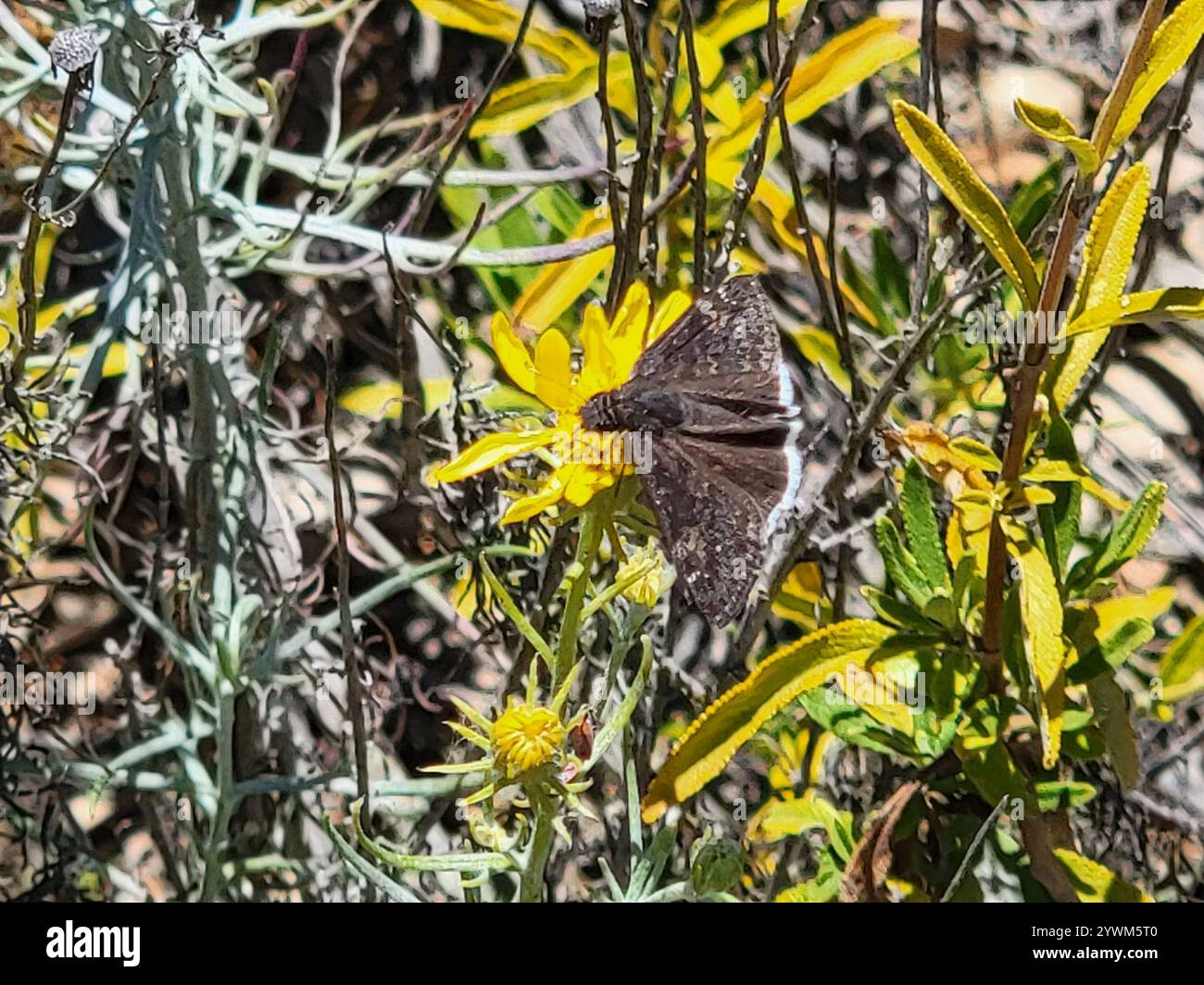 Funereal Duskywing (Erynnis funeralis Stock Photo - Alamy