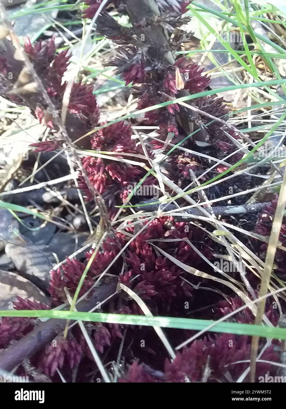 Mount Lofty Ground-berry (Acrotriche fasciculiflora Stock Photo - Alamy