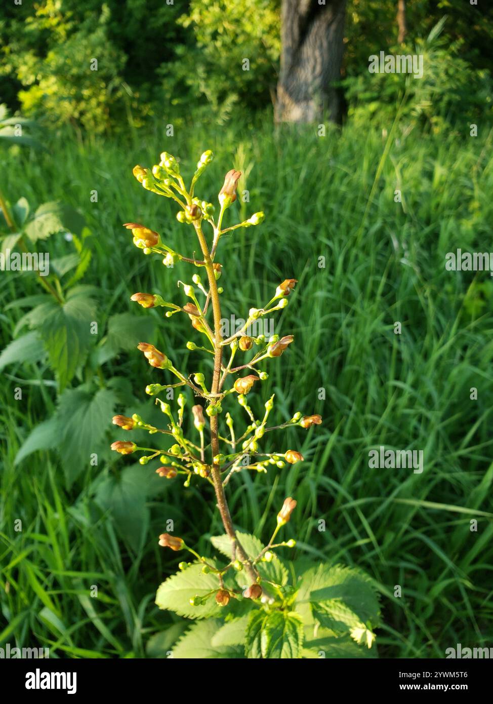 Common Figwort (Scrophularia nodosa Stock Photo - Alamy