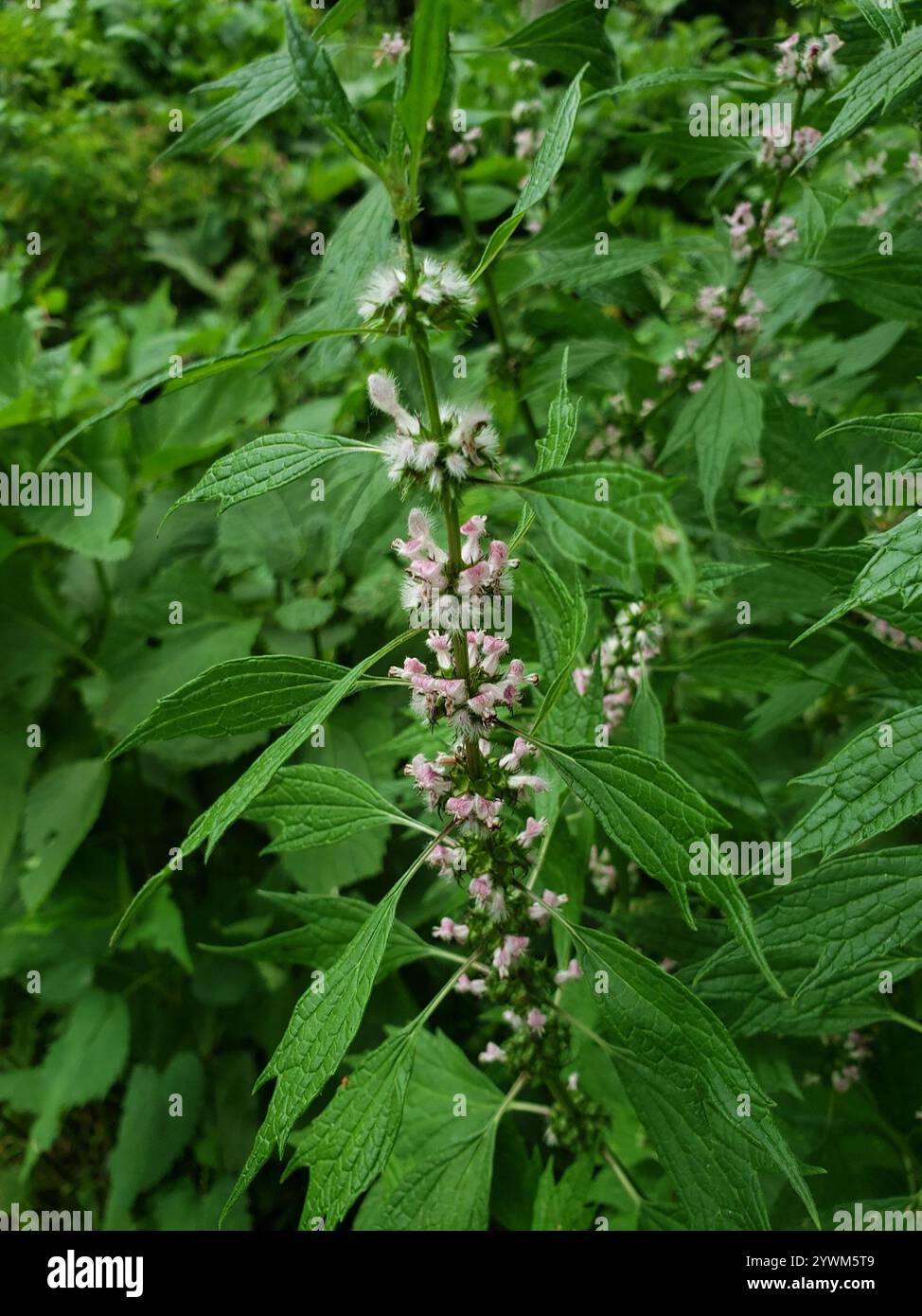 common motherwort (Leonurus cardiaca Stock Photo - Alamy