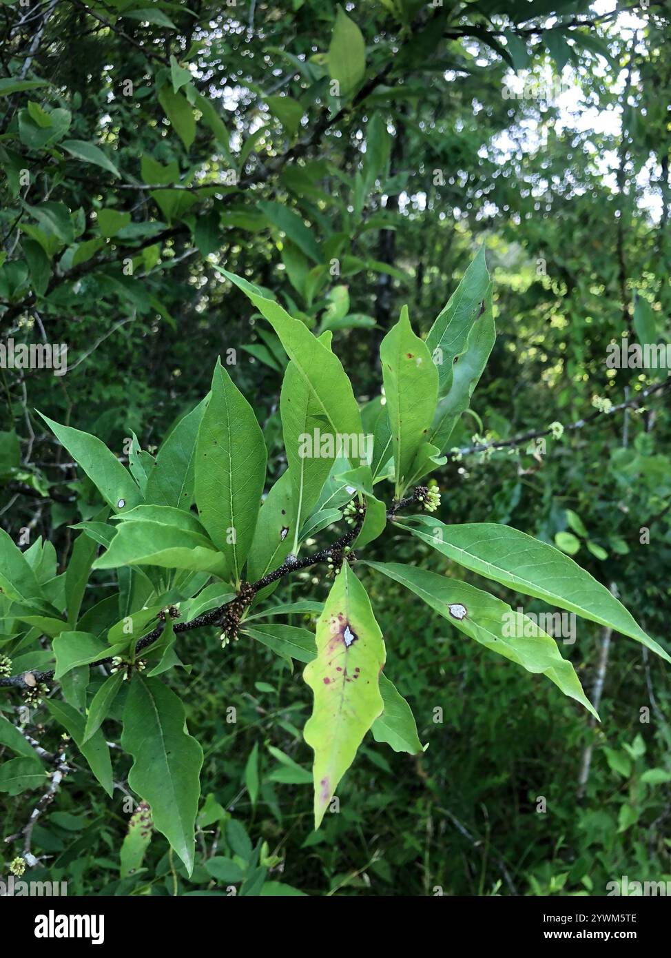 Buckthorn Bully (Sideroxylon lycioides Stock Photo - Alamy