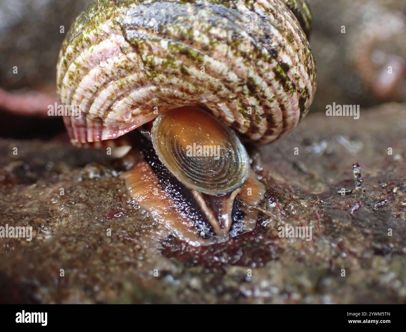 Blue-Ringed Top Snail (Calliostoma ligatum Stock Photo - Alamy