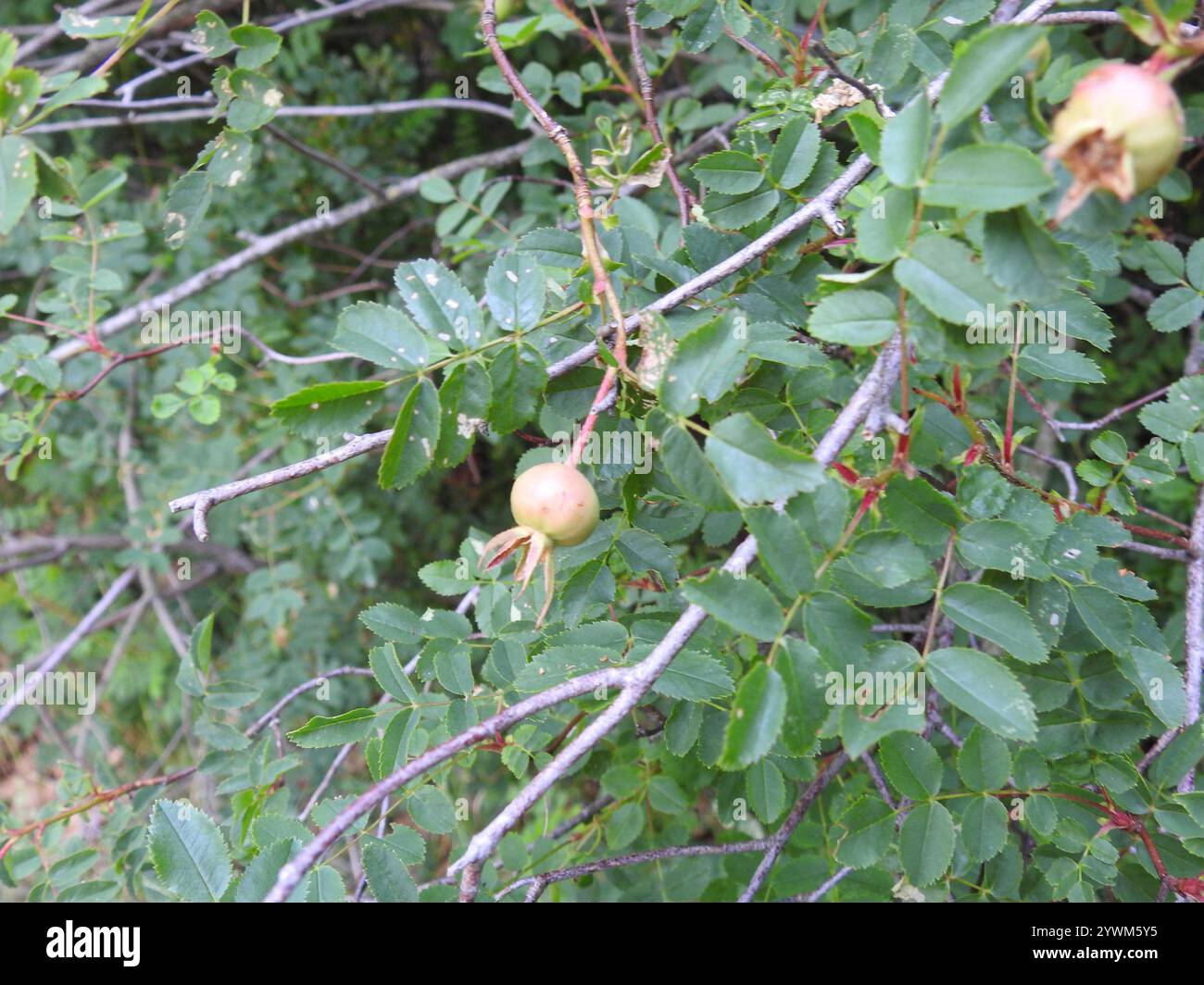 Burnet Rose (Rosa spinosissima Stock Photo - Alamy