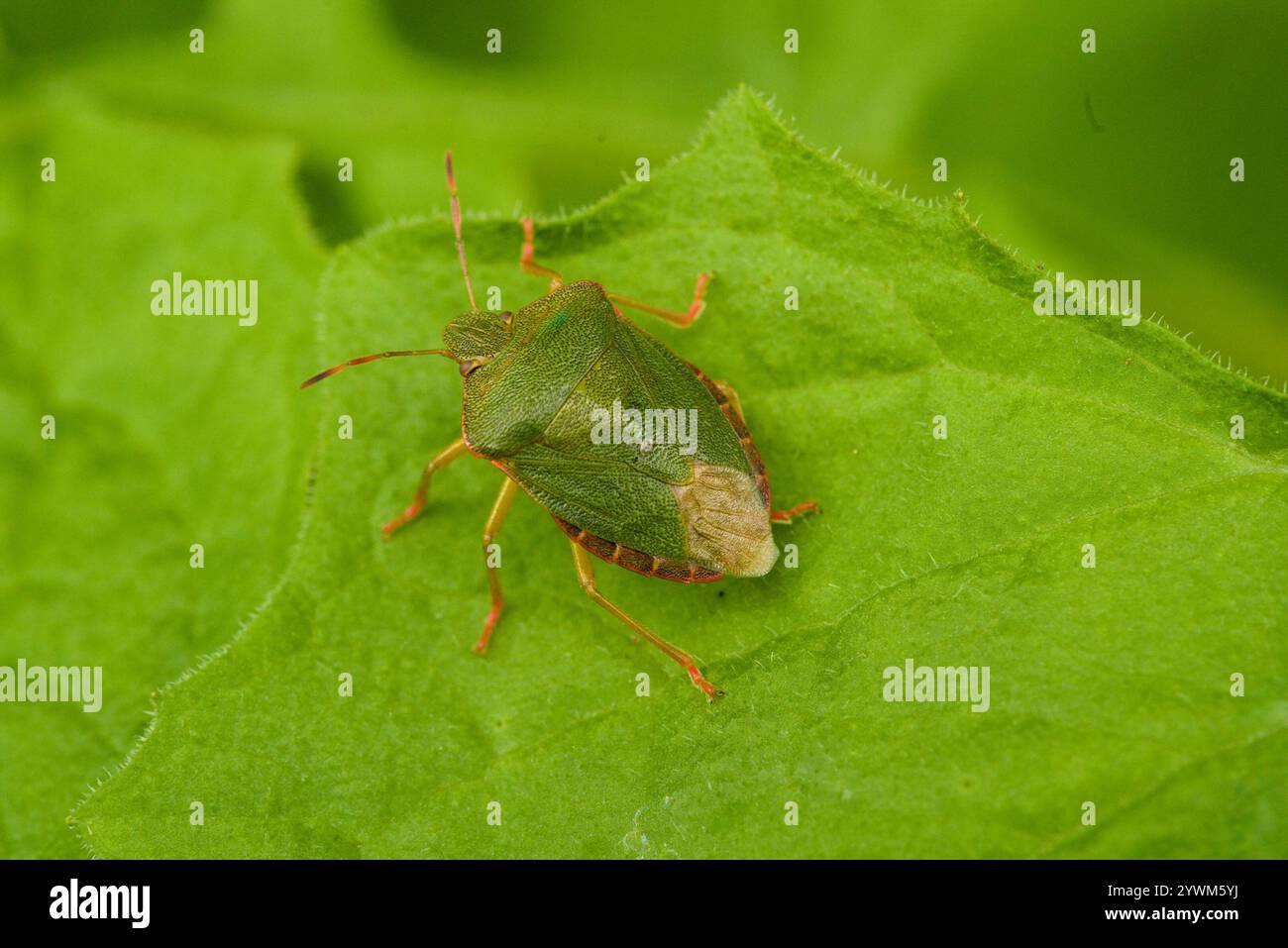 Green Shield Bug (Palomena prasina Stock Photo - Alamy