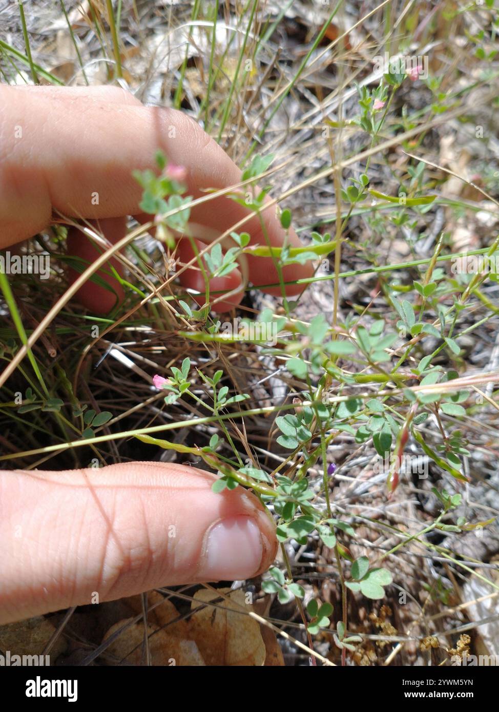 Short-flower Deervetch (Acmispon parviflorus Stock Photo - Alamy