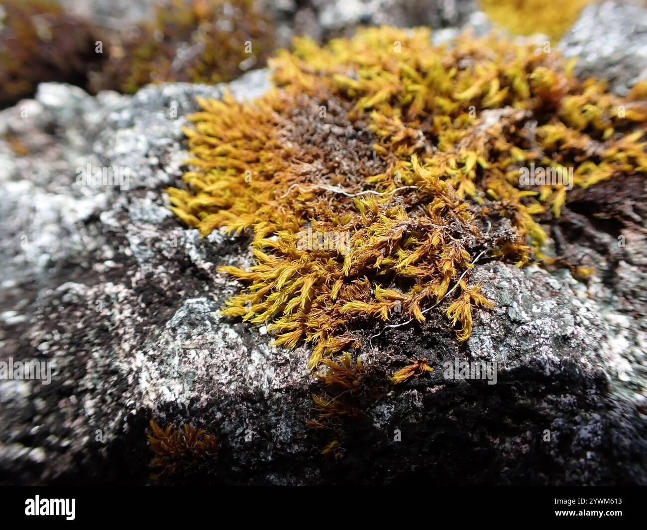 Clustered Rock Moss (Racomitrium fasciculare Stock Photo - Alamy